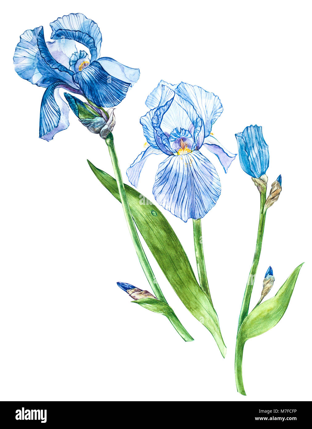 Flowers of Iris. Watercolor hand drawn botanical illustration of ...