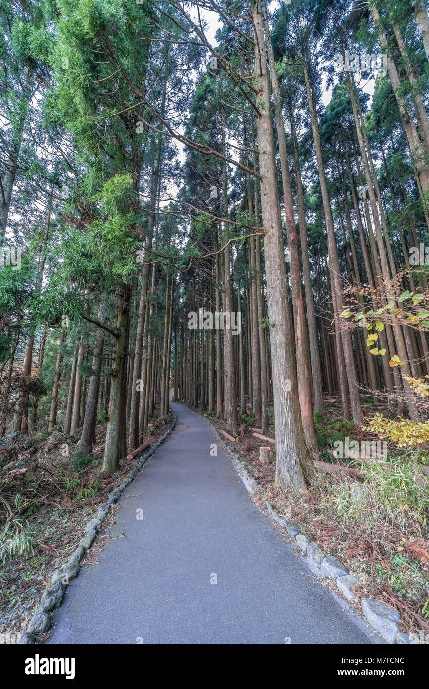 Japanese cedar tree forest hi-res stock photography and images - Alamy