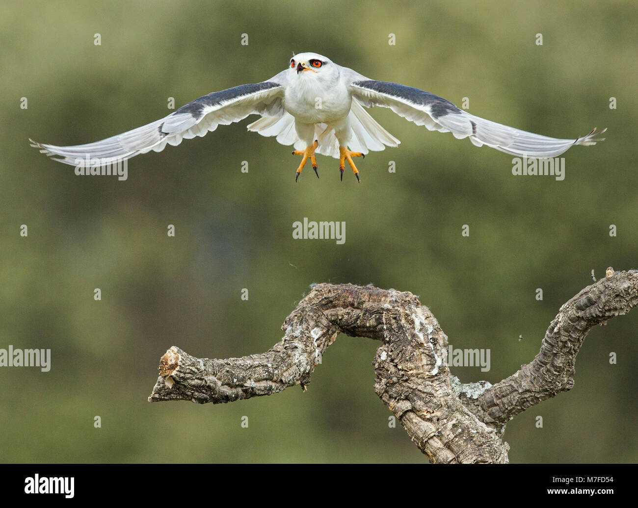 Male Black-winged Kite (Elanus caeruleus) takes flight with wings ...