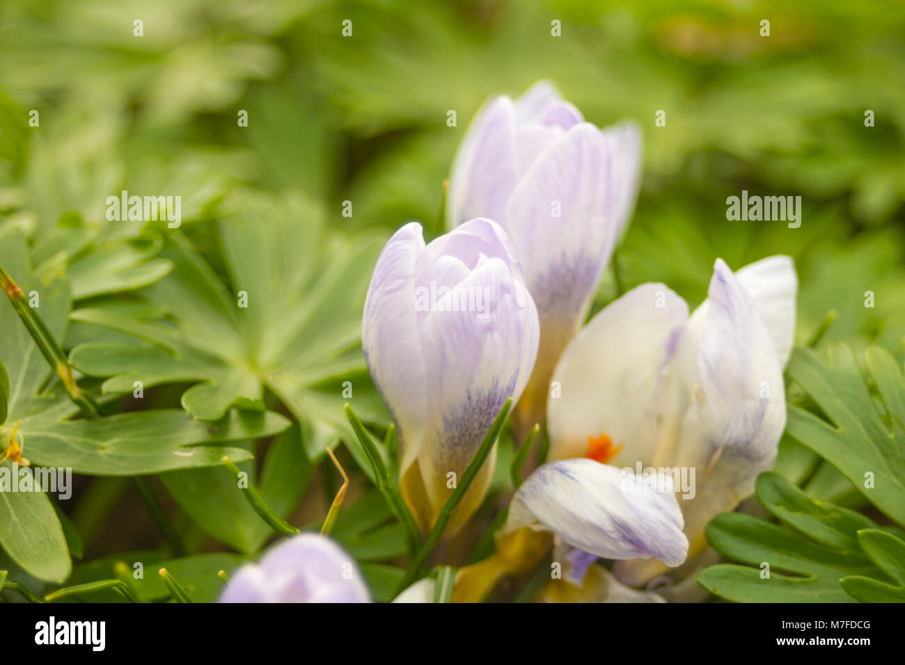 Crocus, plural crocuses or croci is a genus of flowering plants in the ...