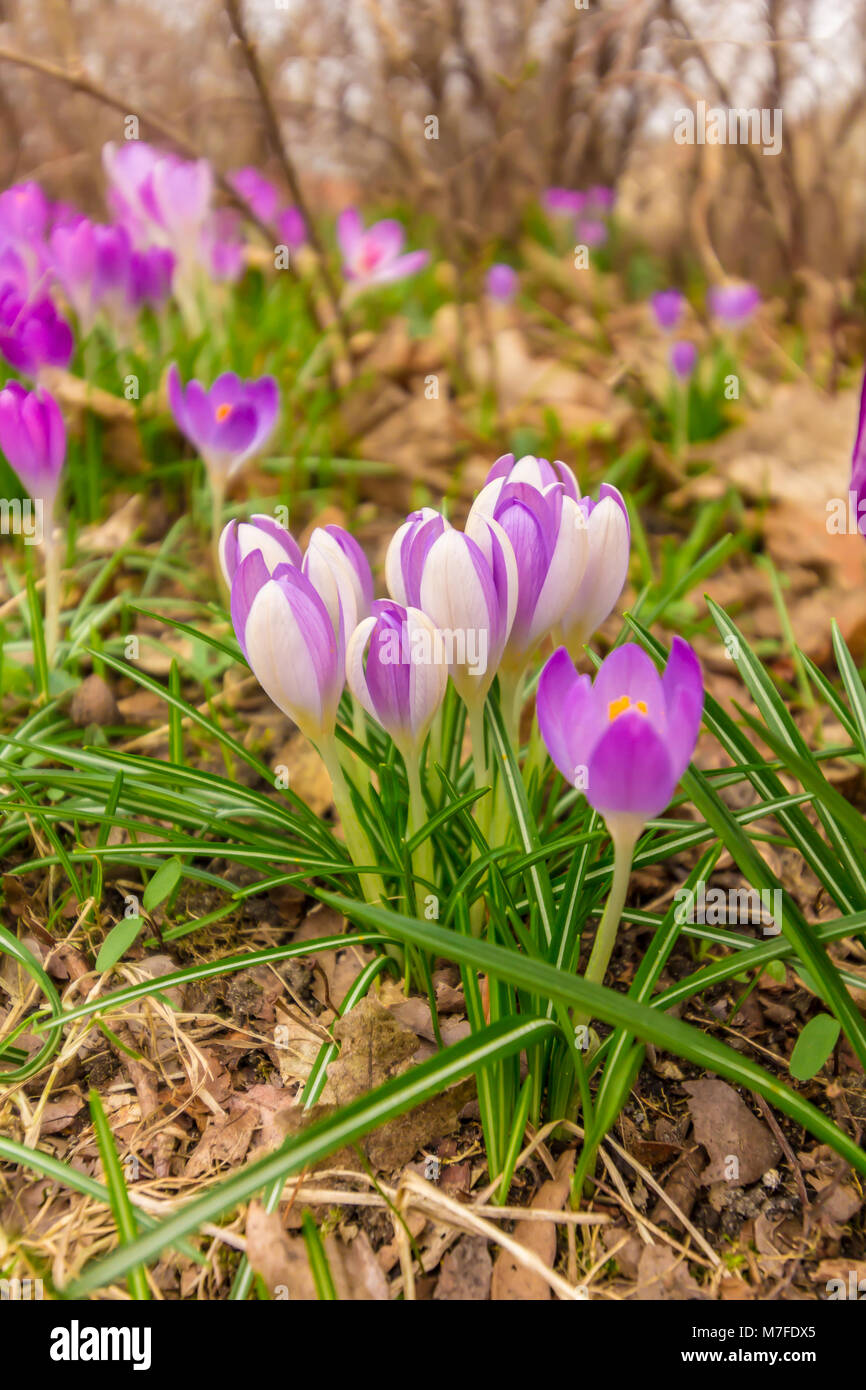 Crocus, plural crocuses or croci is a genus of flowering plants in the ...
