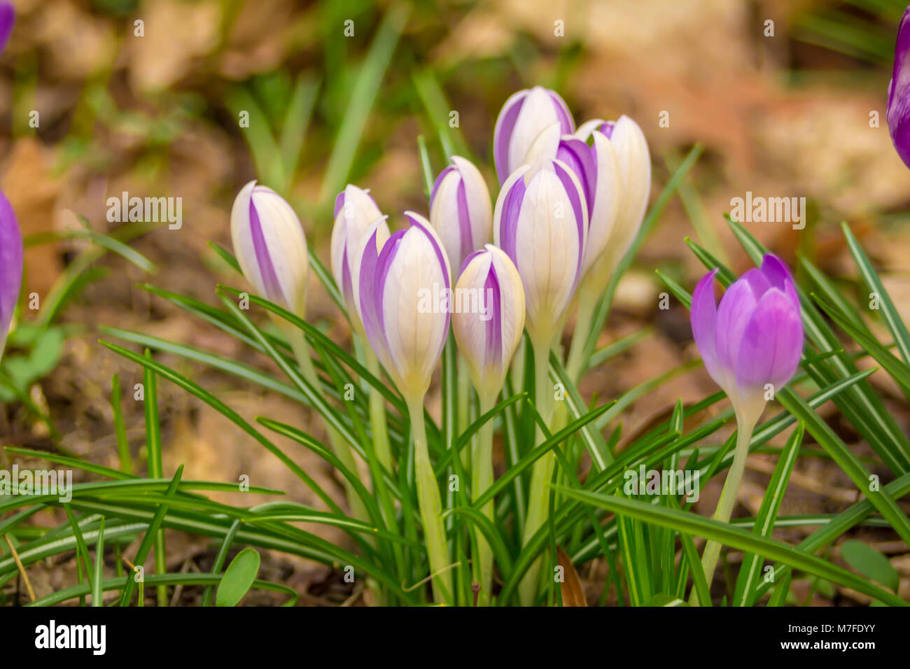 Crocus, plural crocuses or croci is a genus of flowering plants in the ...