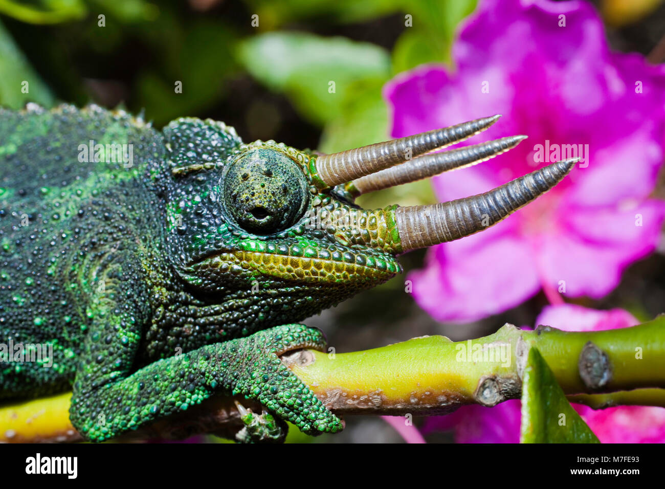 Jacksons chameleon male hi-res stock photography and images - Alamy