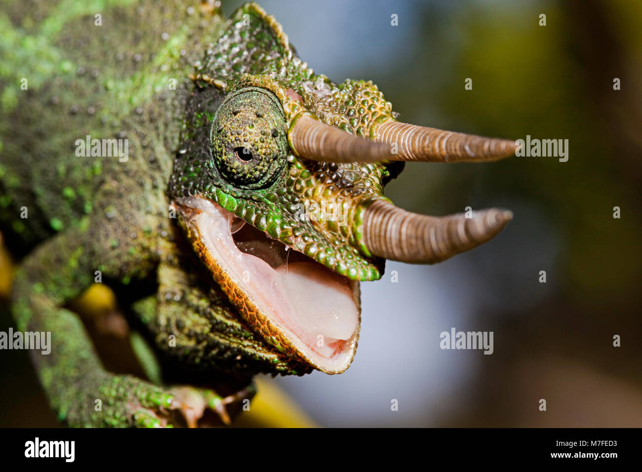 A male Jackson's Chameleon, Chamaeleo jacksoni, Maui, Hawaii. This ...