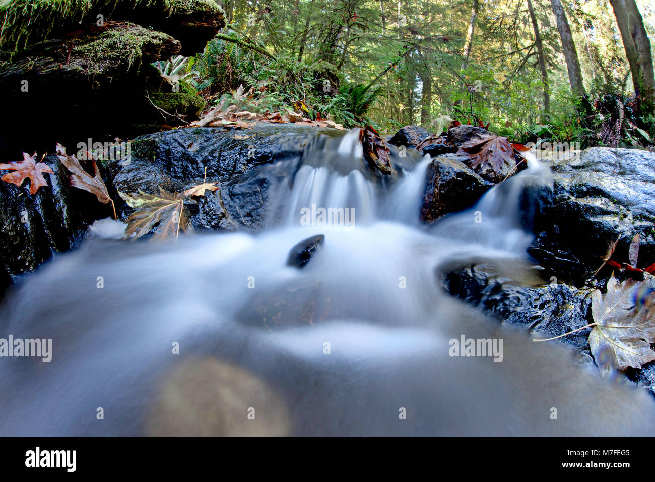 A small stream flows through a rainforest north of Vancouver, British ...