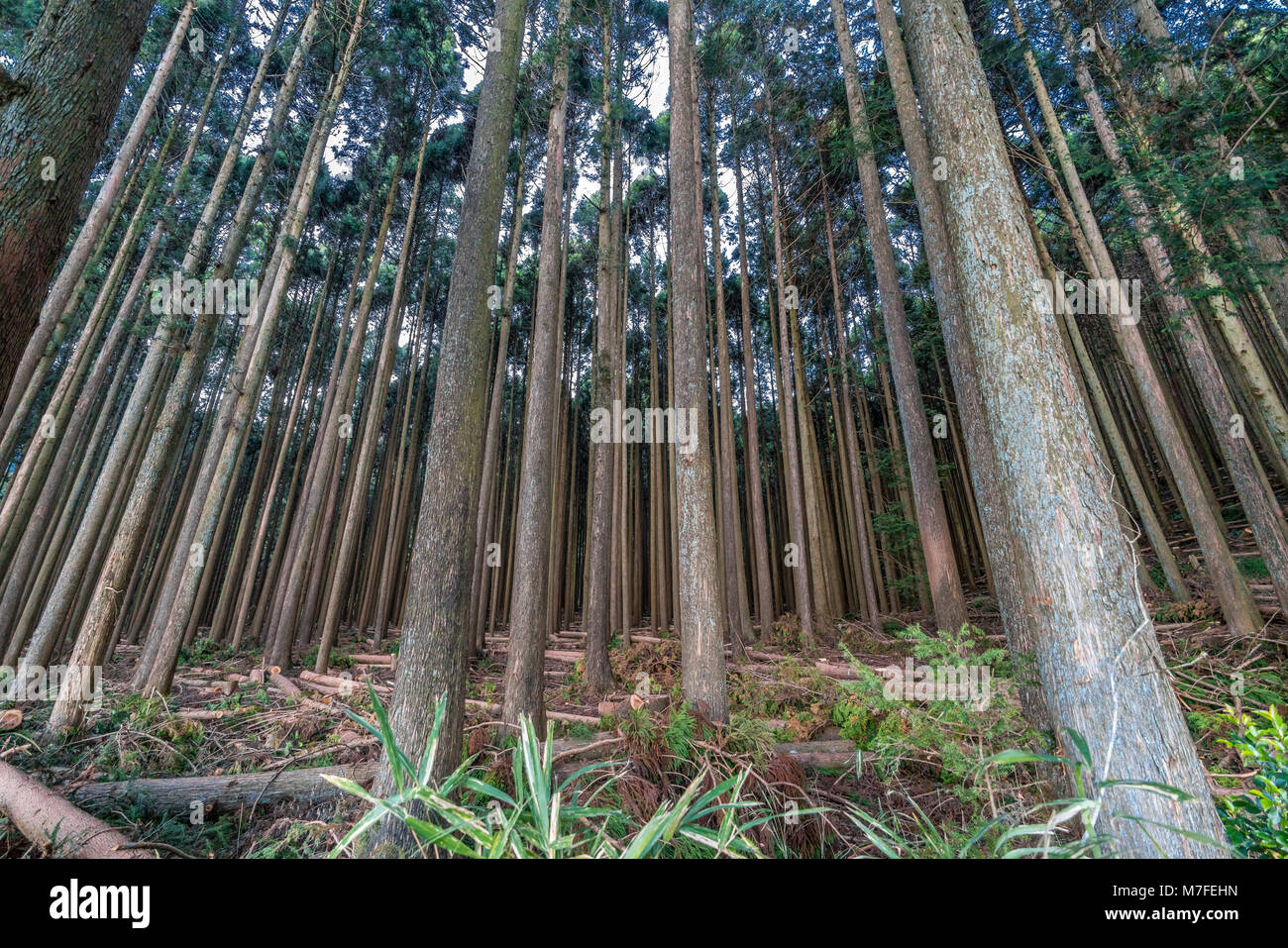 Tokai shizen hodo hi-res stock photography and images - Alamy