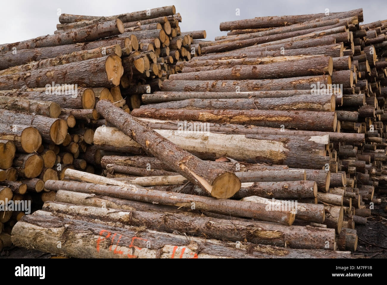 Timber logging canada quebec hi-res stock photography and images - Alamy
