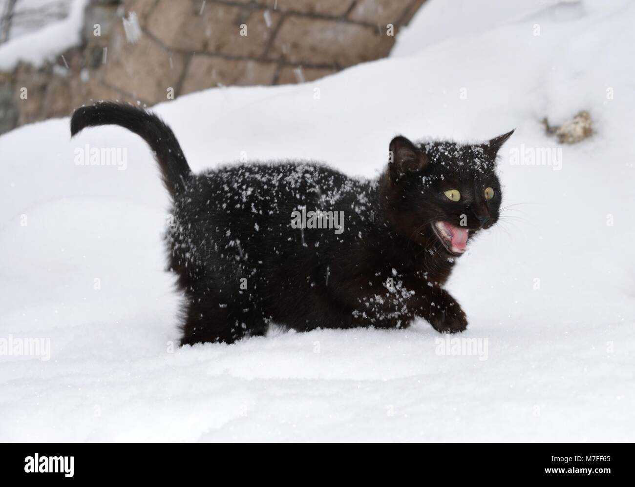 black cat in the snow Stock Photo - Alamy