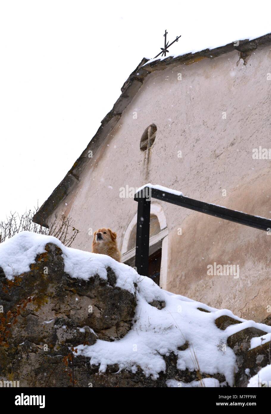 dog in front of the church Stock Photo - Alamy