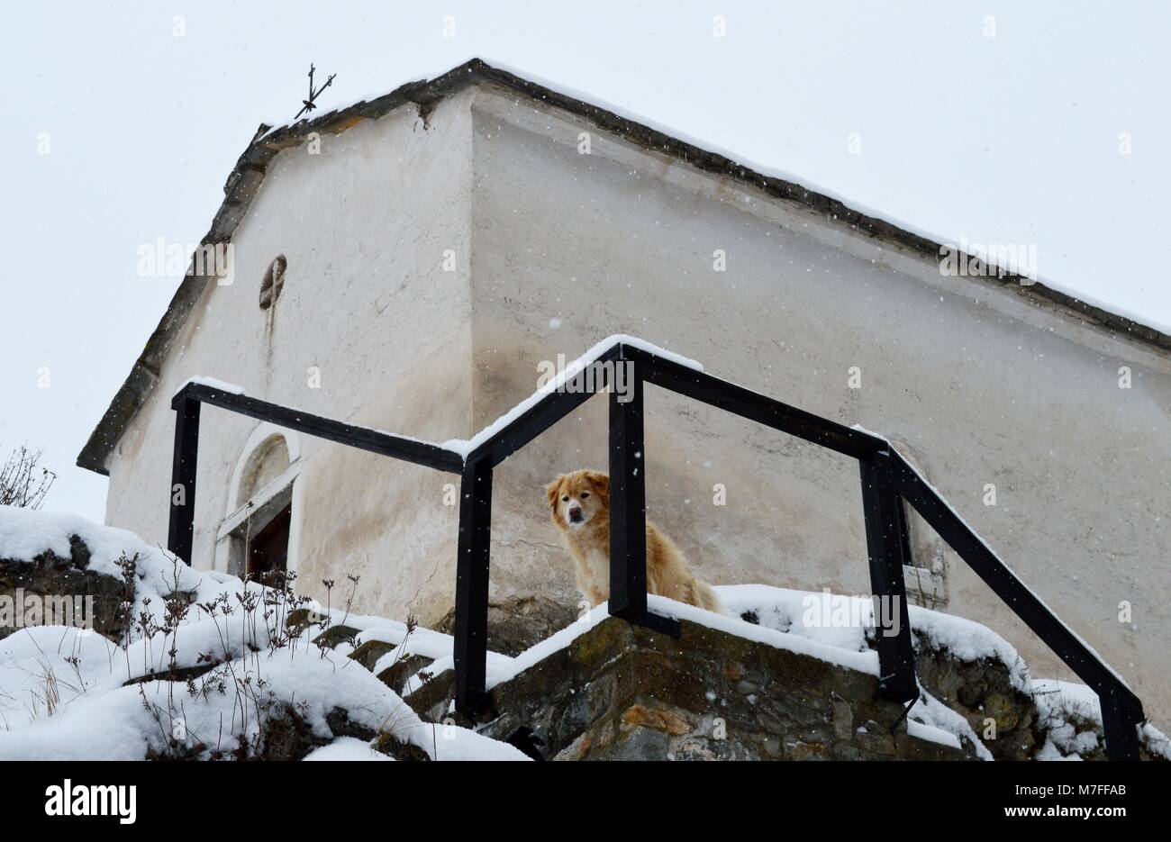 dog in front of the church Stock Photo - Alamy