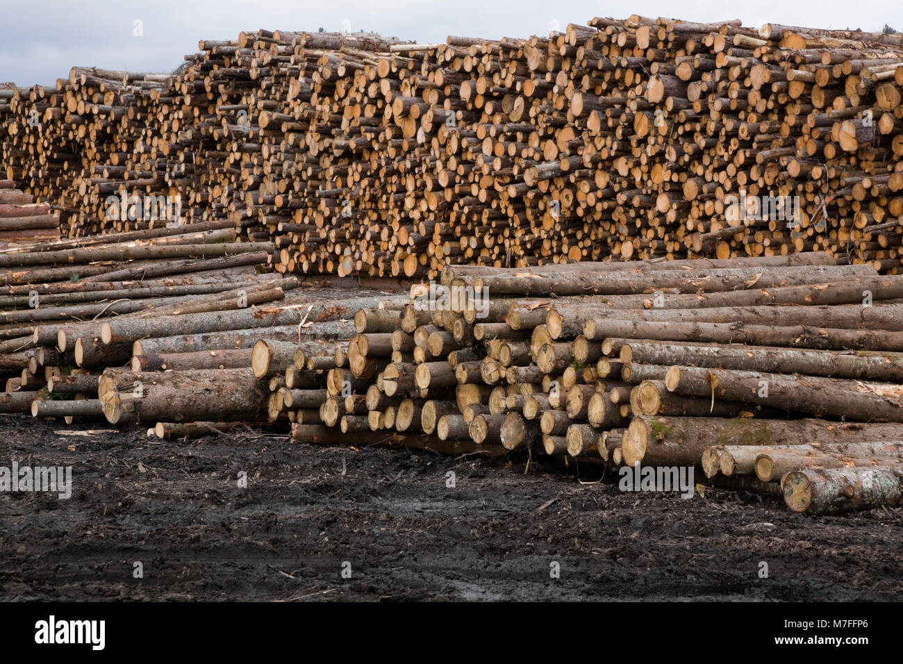 Logging Industry Canada Logs High Resolution Stock Photography and ...