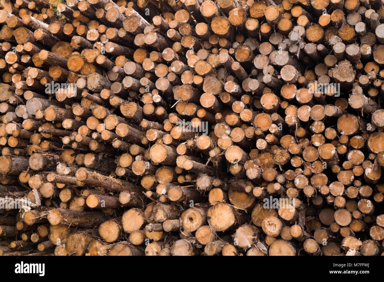 Timber logging canada quebec hi-res stock photography and images - Alamy