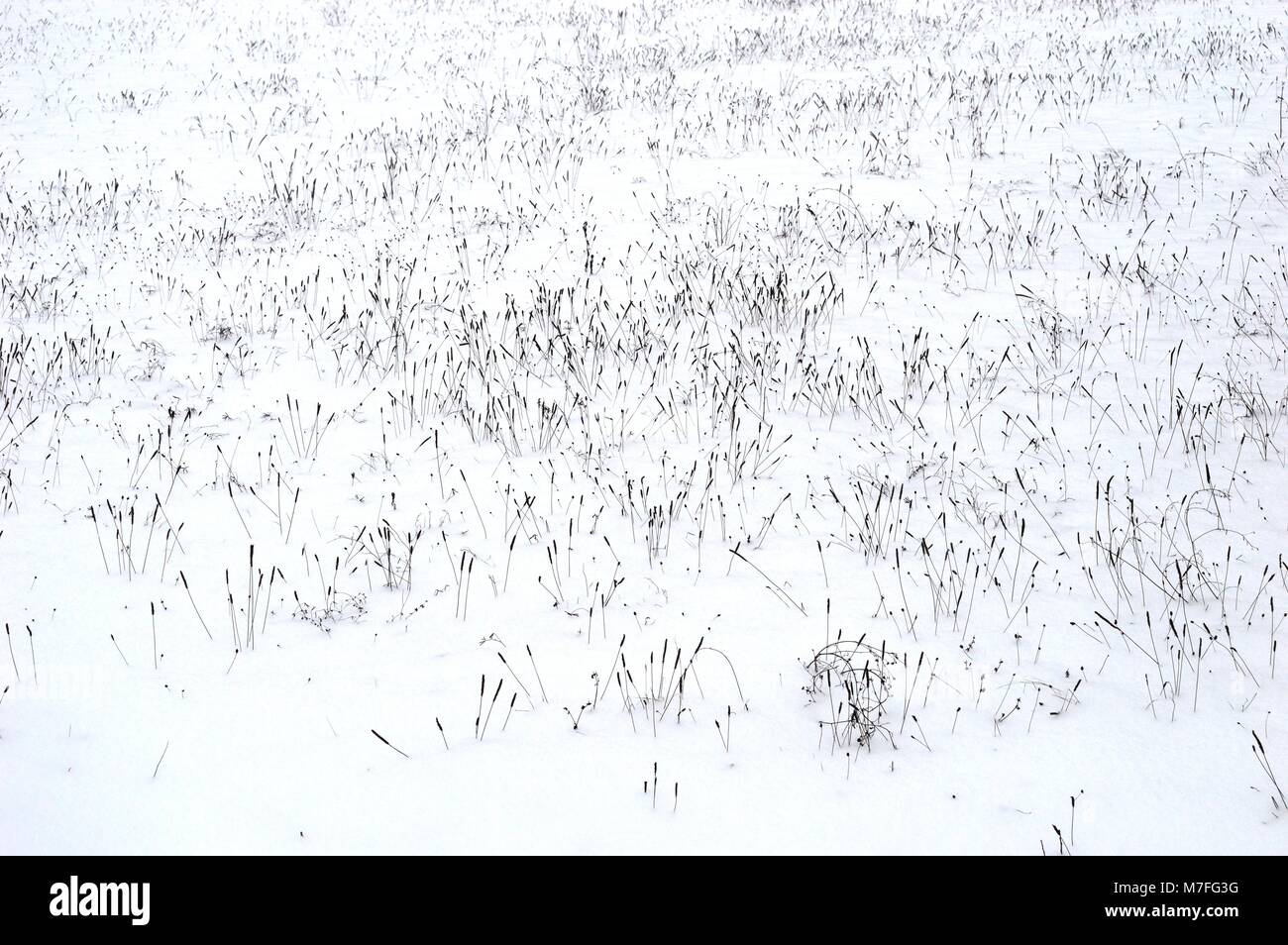 grass in the snow Stock Photo - Alamy