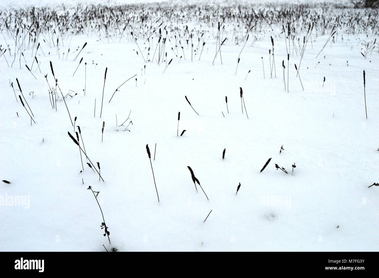 Grass by the snow hi-res stock photography and images - Alamy