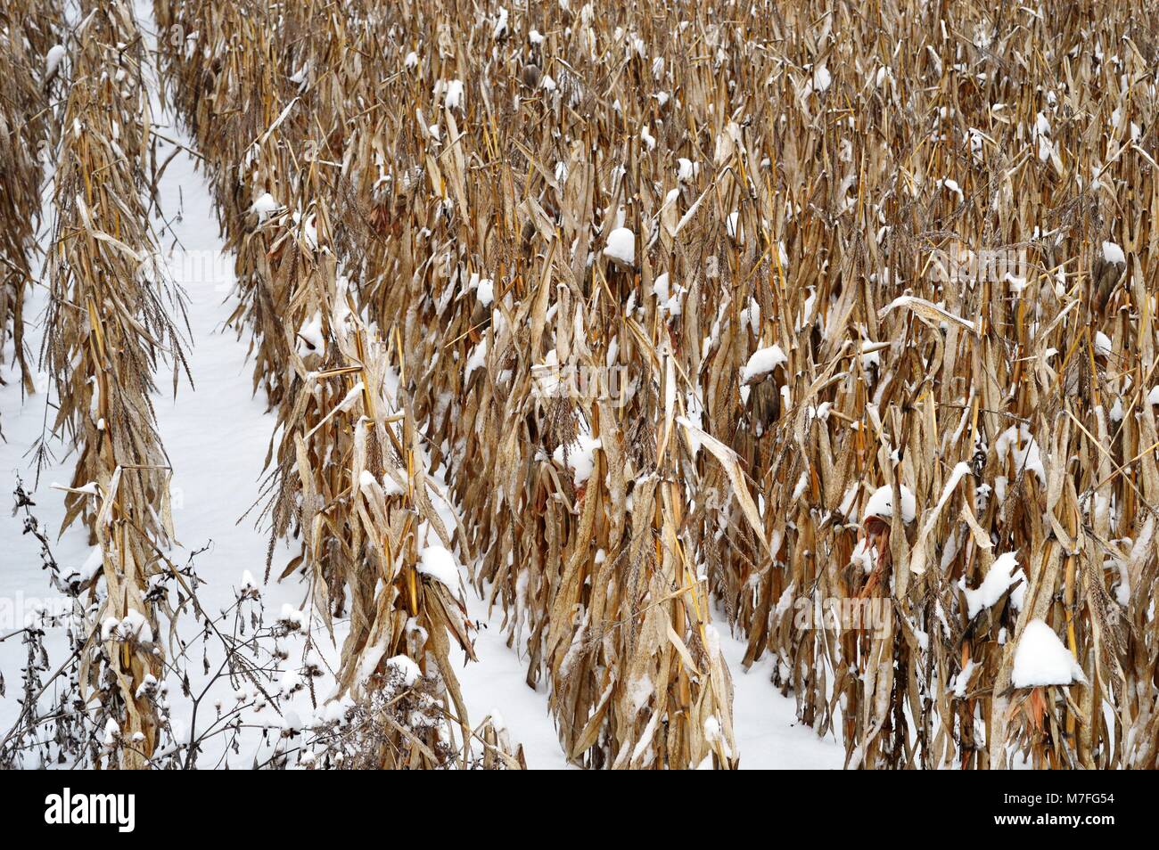 Corn snow hi-res stock photography and images - Alamy