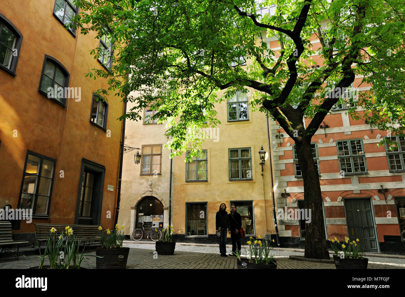 Couple under a chestnut tree in Brända Tomten public square, Gamla Stan ...