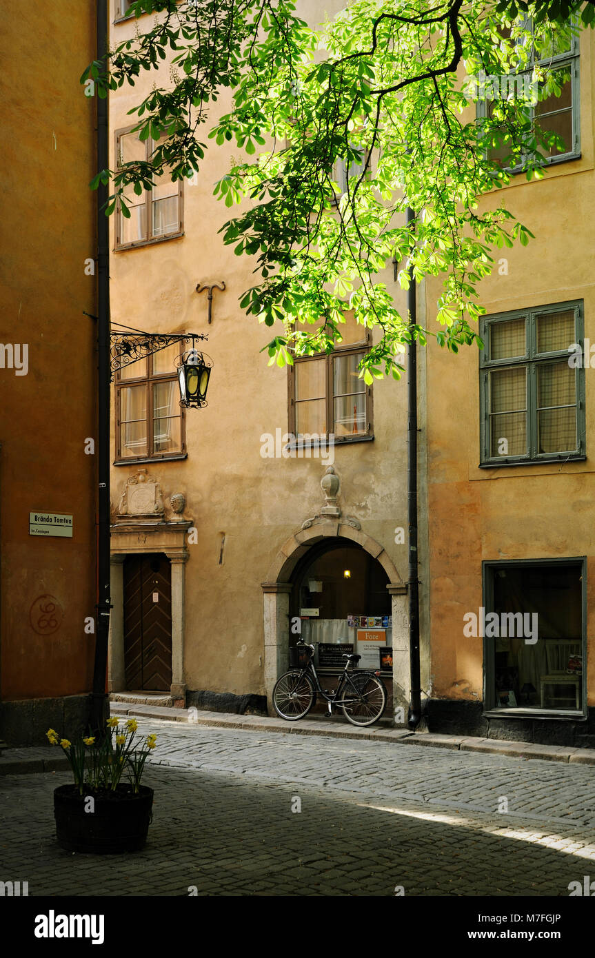 Light on chestnut tree in Brända Tomten, Gamla Stan, Stockholm, Sweden ...