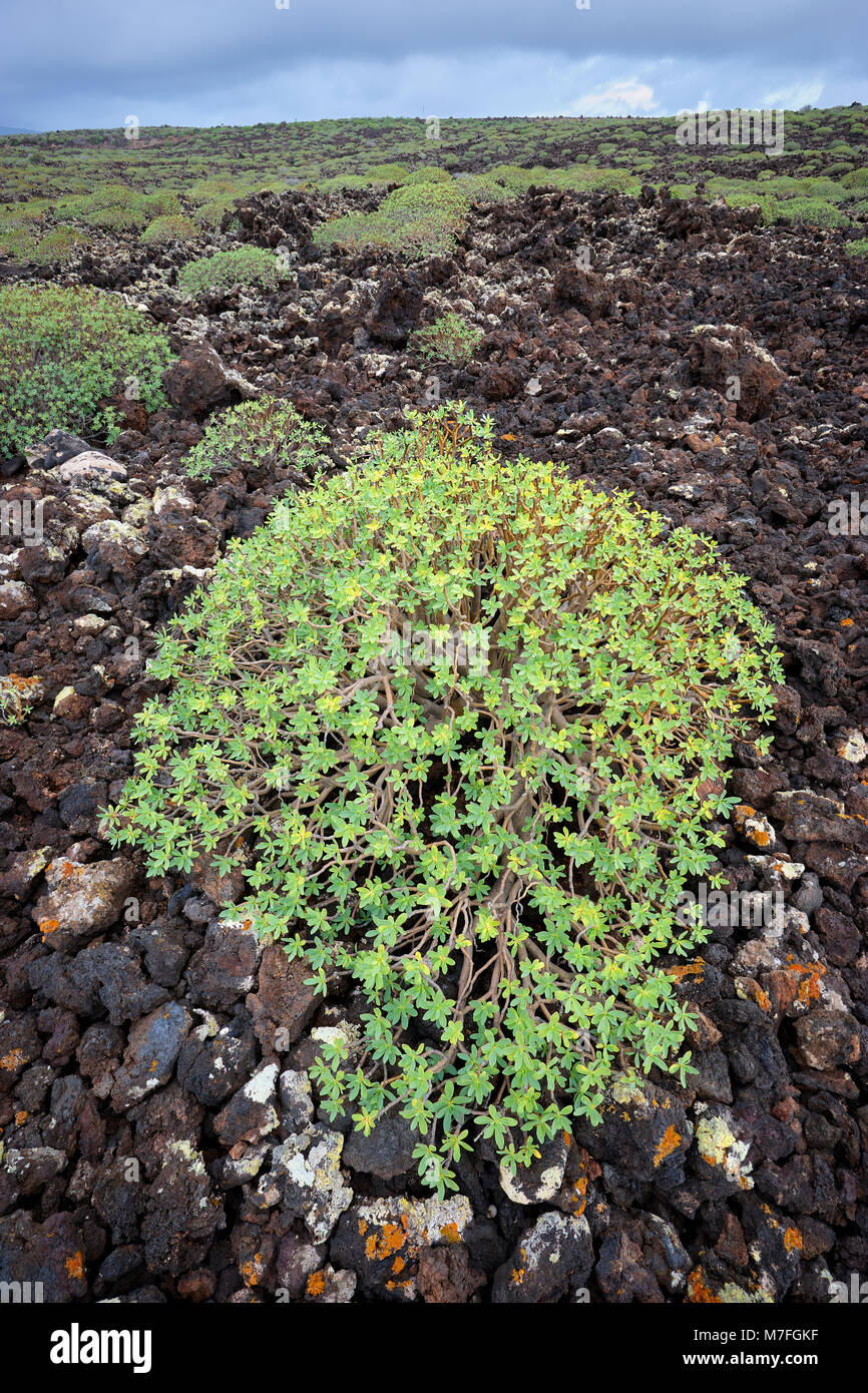 Balsam spurge (Euphorbia balsamifera) growing on the lava of Malpais de ...