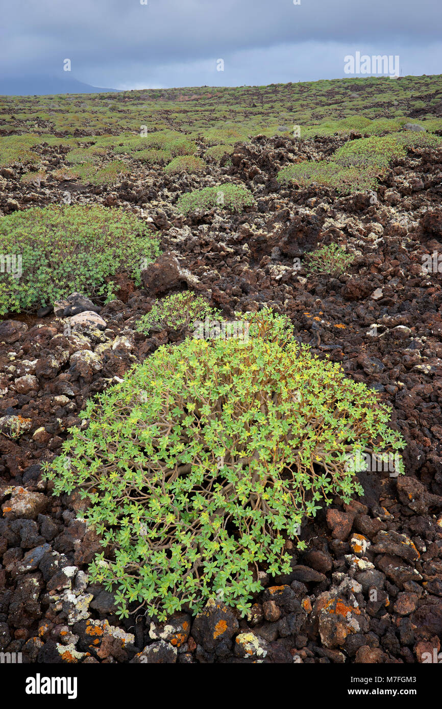Balsam spurge (Euphorbia balsamifera) growing on the lava of Malpais de ...