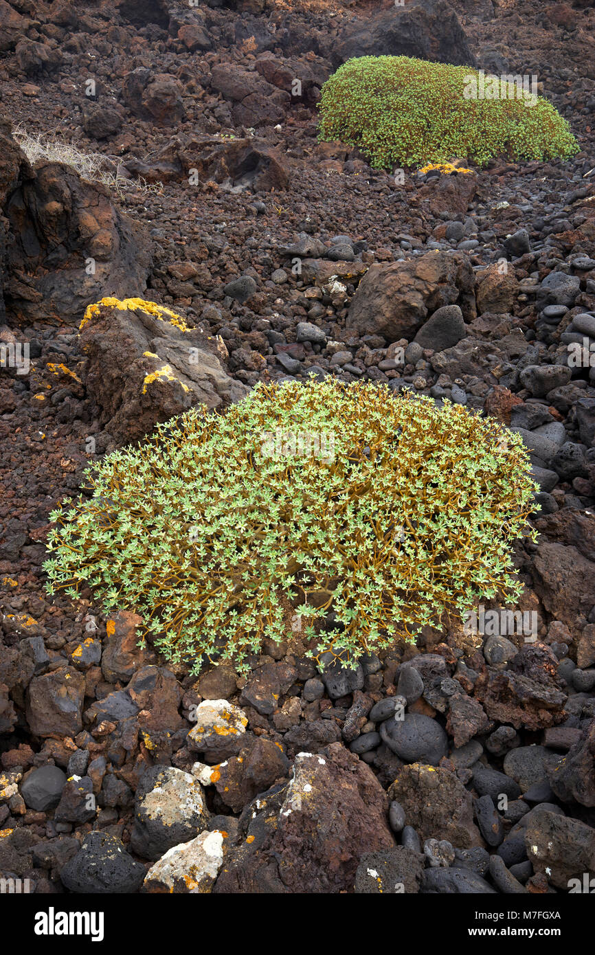 Balsam spurge (Euphorbia balsamifera) growing on the lava of Malpais de ...