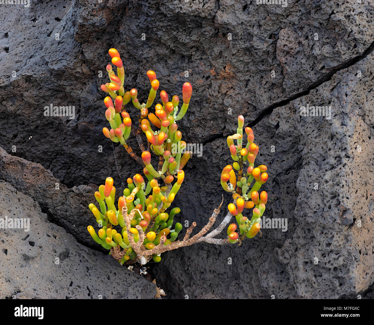 Zygophyllum fontanesii (Sea grape), a halophyte succulent growing on ...