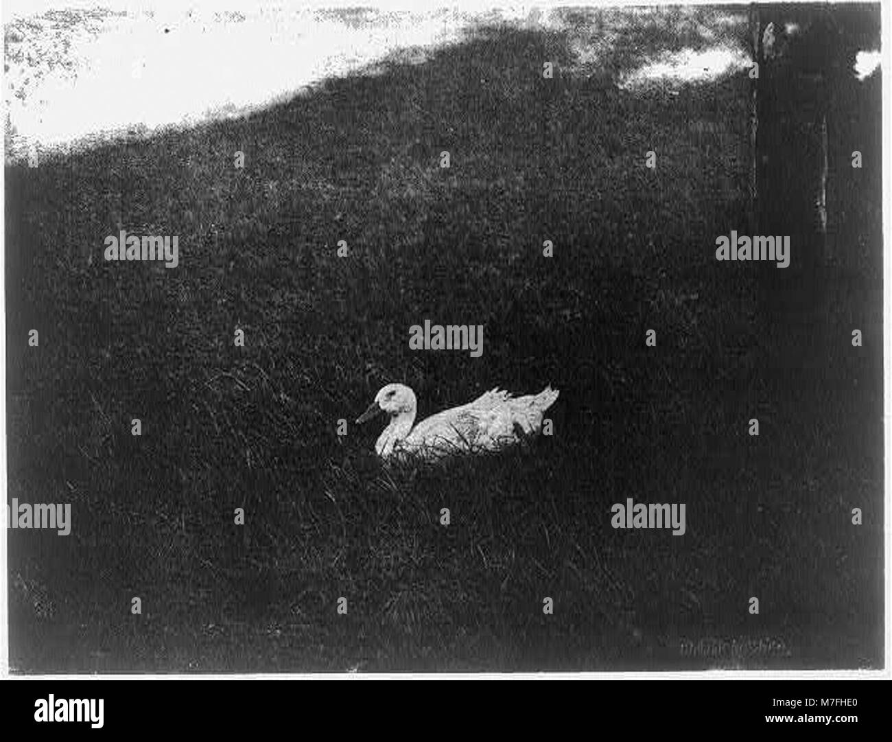 A photograph depicting the simple life, capturing individuals in a ...