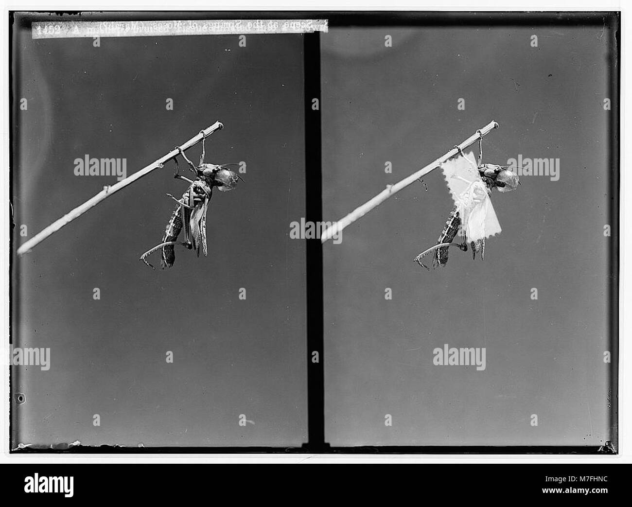 An image documenting the 1915 locust plague in Palestine, showing the ...