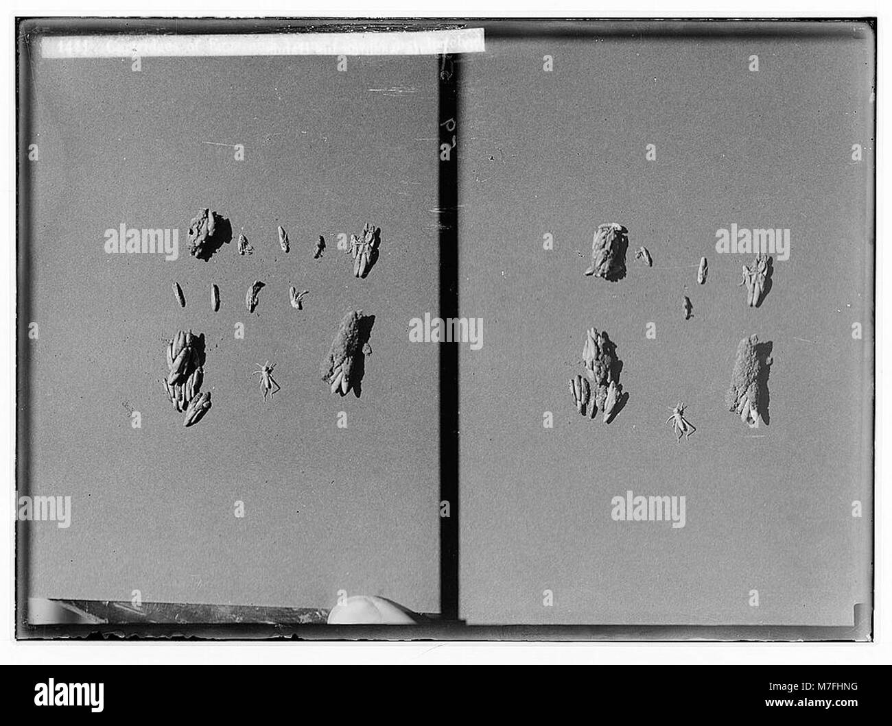 An image documenting the locust plague in Palestine between March and ...