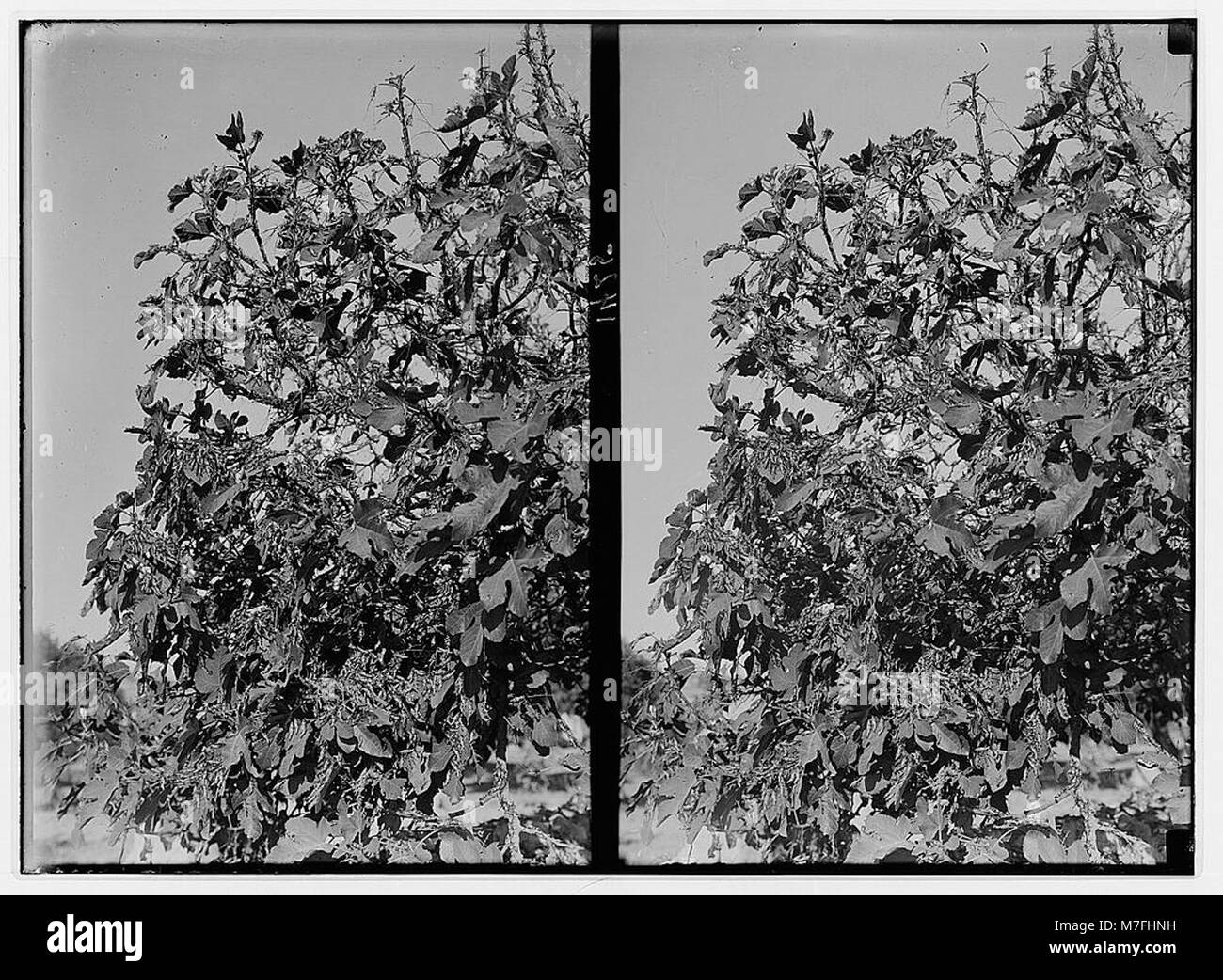 This image shows the devastating locust plague in Palestine during ...