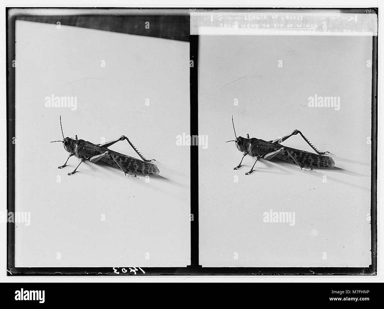 This photograph shows a close-up of locusts during the plague that ...