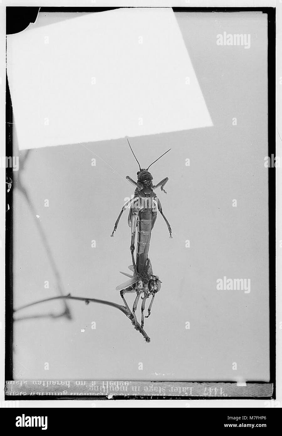 Photograph depicting the aftermath of the 1915 locust plague in ...