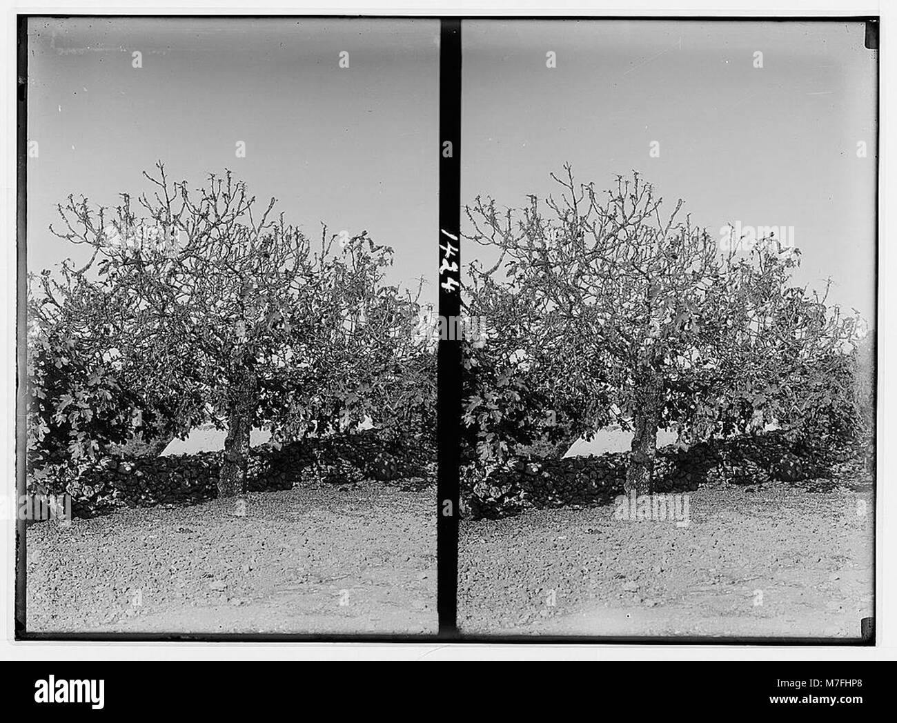 This photograph depicts the devastating plague of locusts in Palestine ...