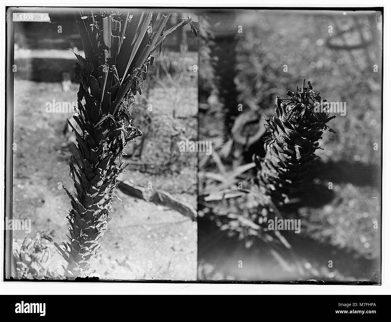 An image depicting the locust plague in Palestine between March and ...