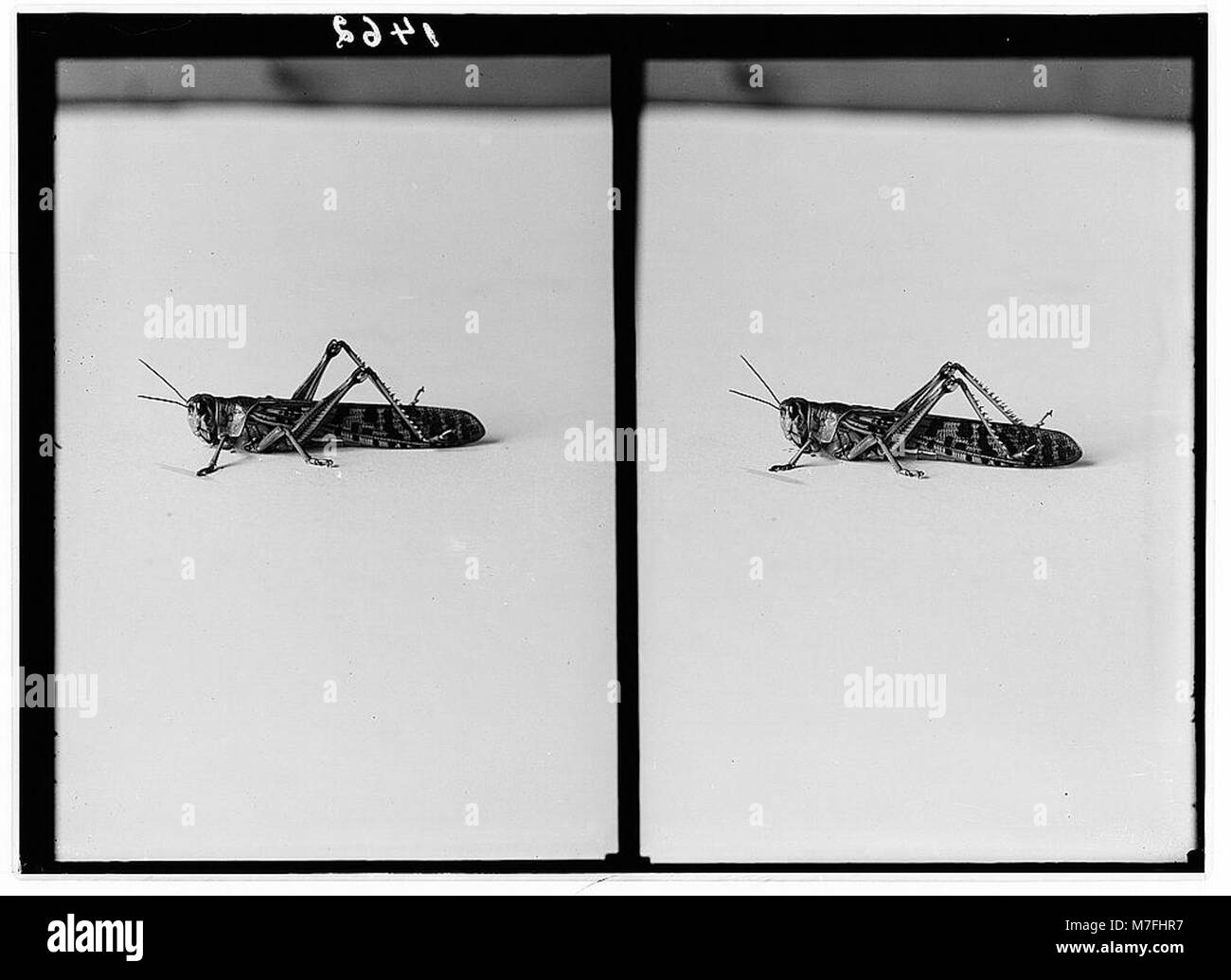 The photograph shows the devastating locust plague that affected ...