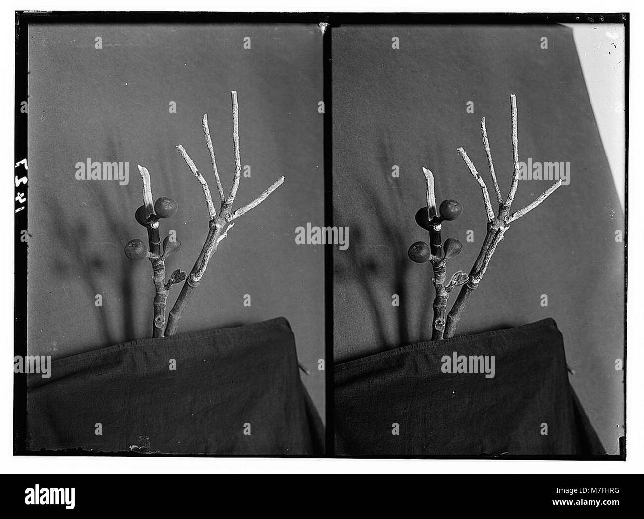 This image depicts the aftermath of the locust plague in Palestine in ...