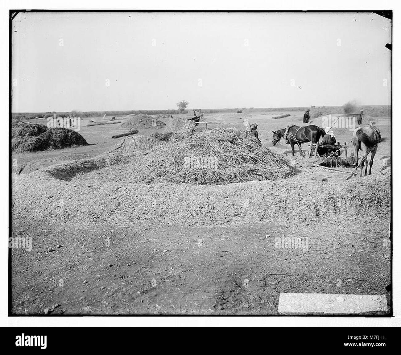 Threshing floor in Syria. LOC matpc.07222 Stock Photo - Alamy