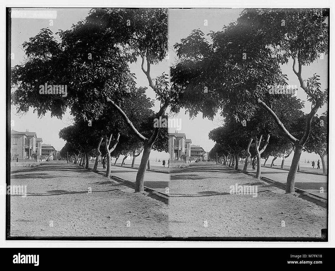 A photograph of the avenue along the Suez Canal at Port Tewfik ...