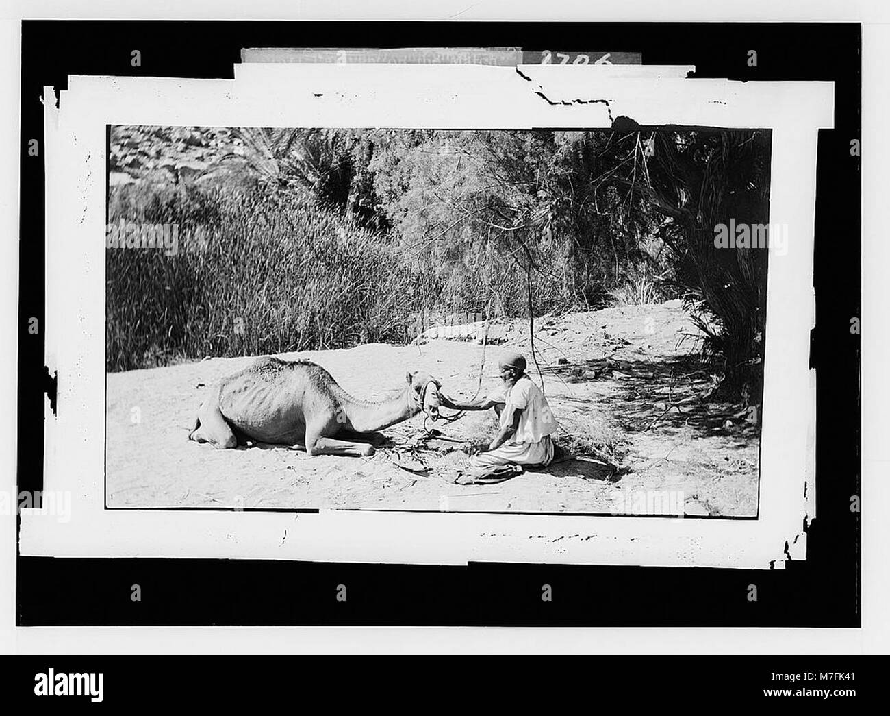 An image showing the care of a sick camel on a journey to Sinai ...
