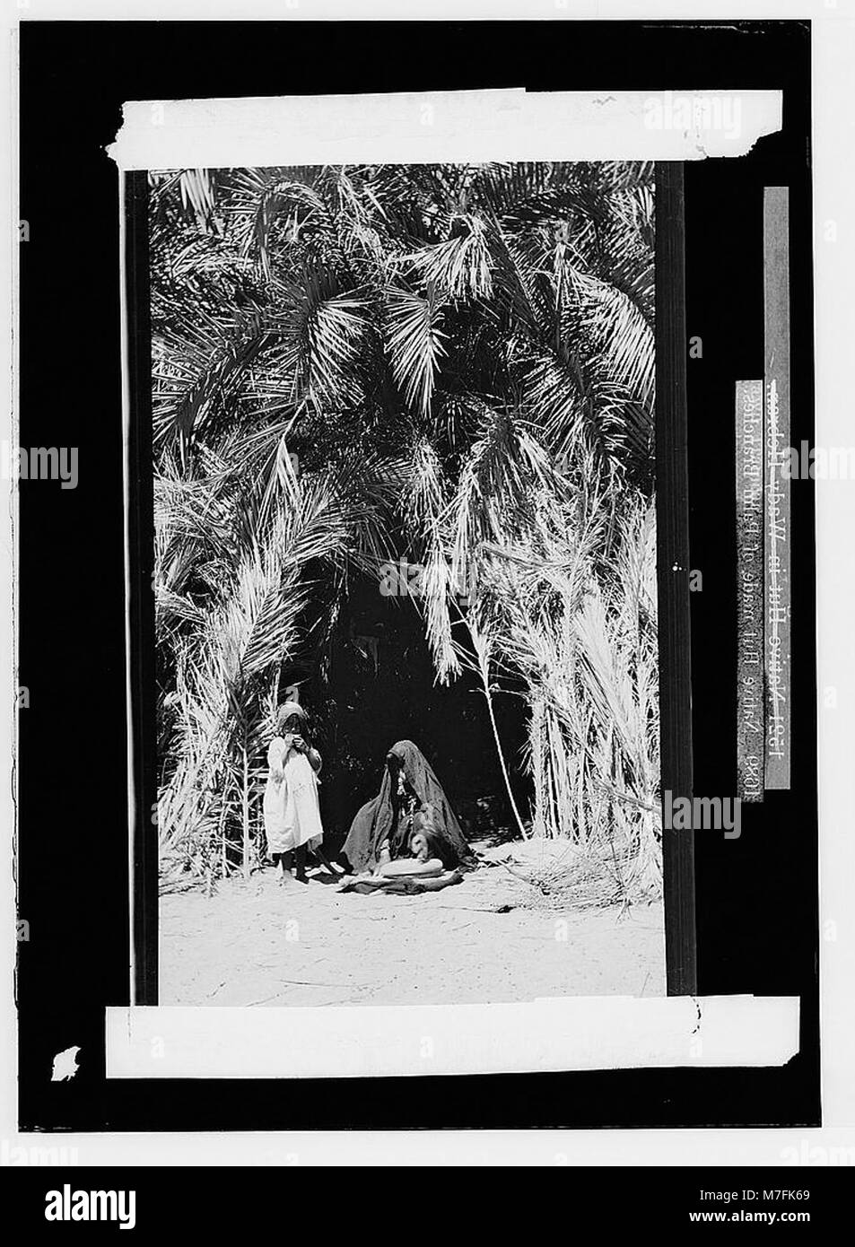 A photograph of a native hut made from palm branches, located along the ...
