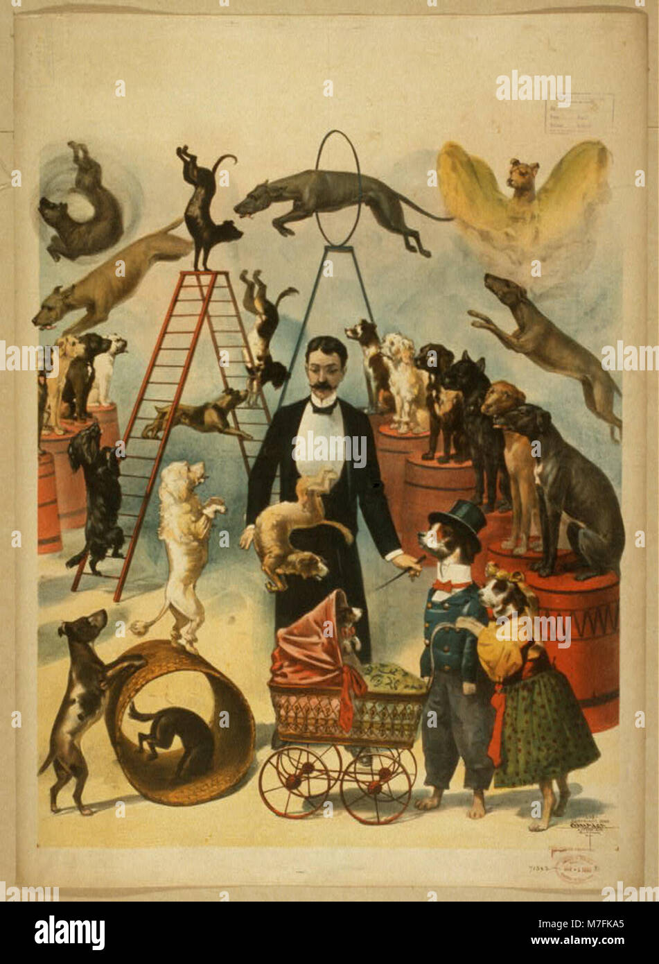 Photograph of a trained dog act, showcasing dogs performing various ...