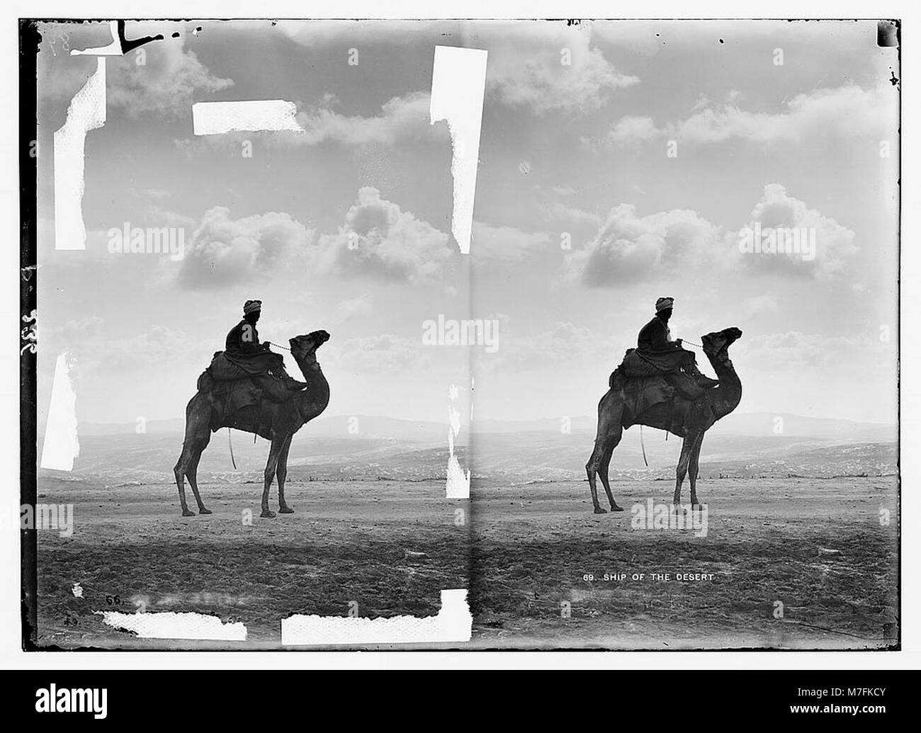 Camel racing jordan hi-res stock photography and images - Alamy