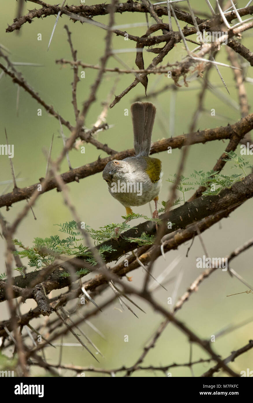 Grey-backed Camaroptera in a bush Stock Photo - Alamy