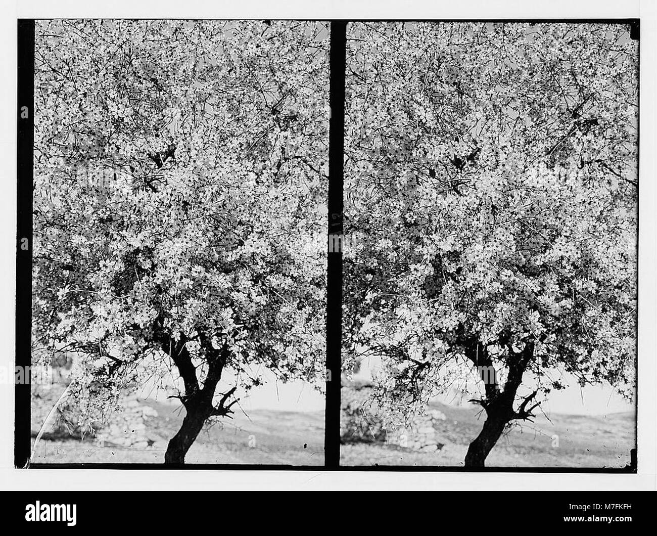 Almond blooms Black and White Stock Photos & Images - Alamy
