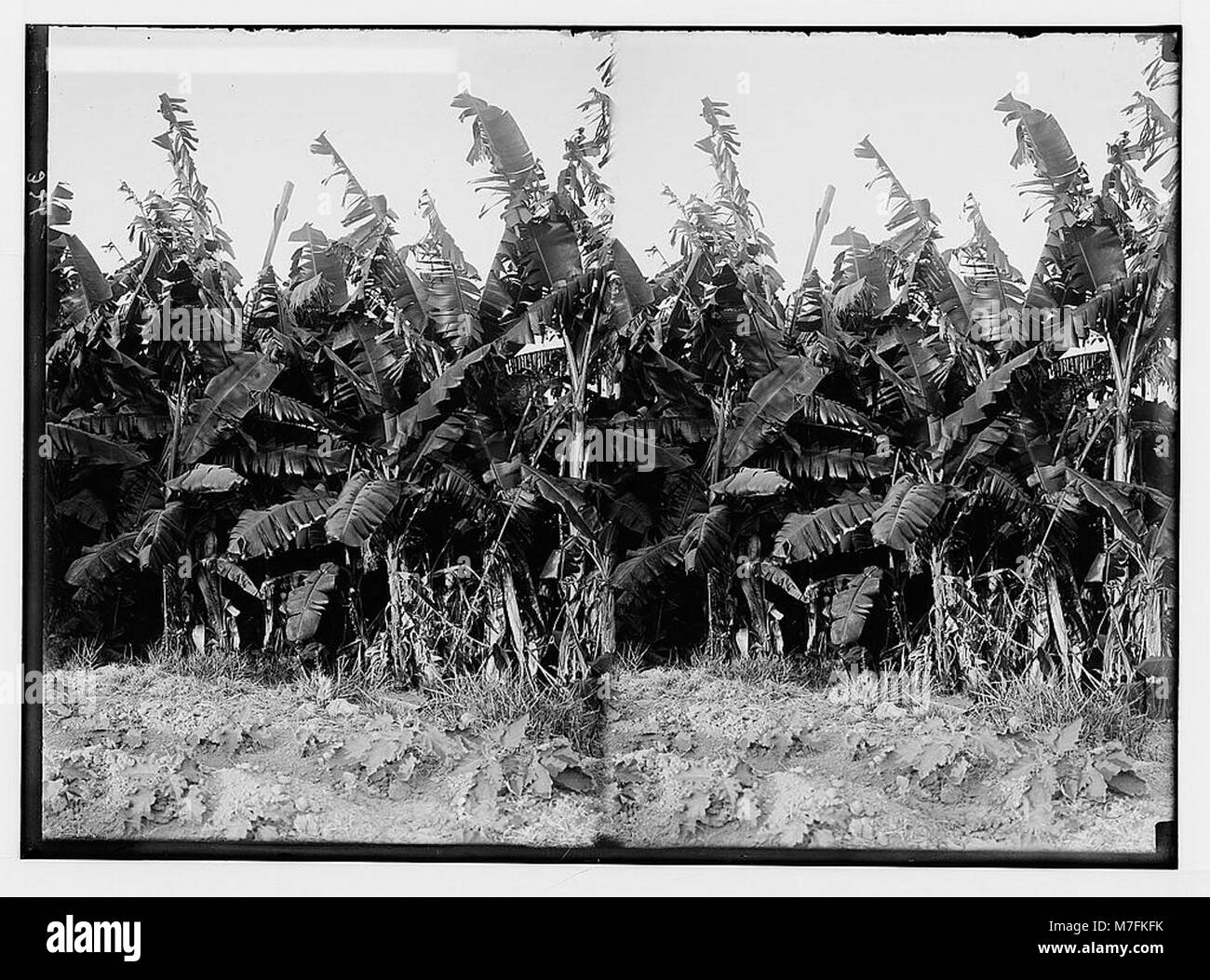 Musa sapientum l illustration hi-res stock photography and images - Alamy