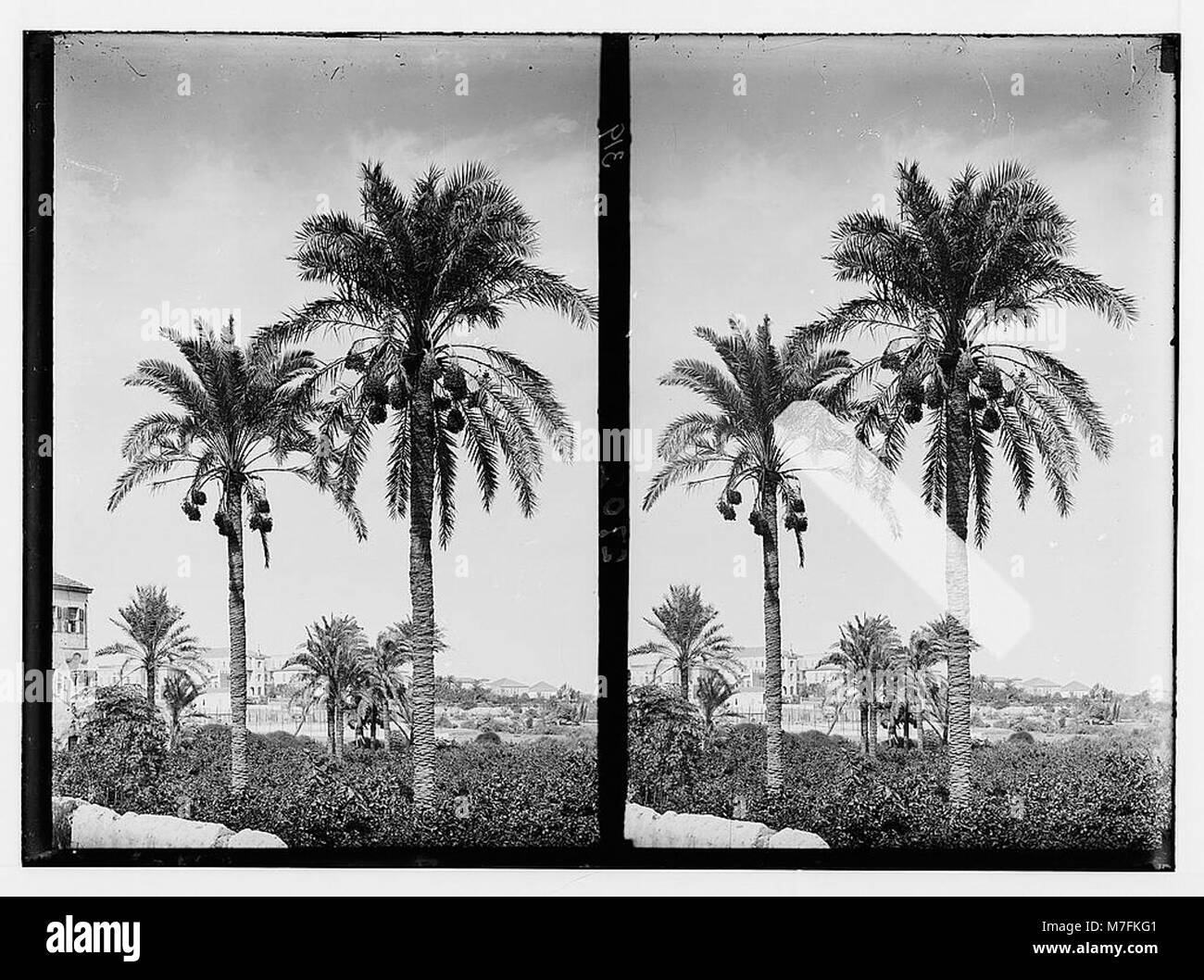 A study of date palms (Phoenix dactylifera L.), focusing on the tree's ...