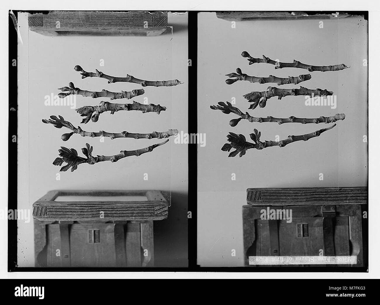 Plant tree stages trees Black and White Stock Photos & Images - Alamy