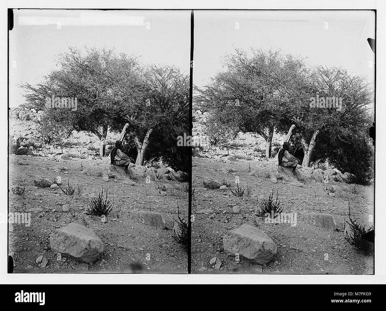 Moringa trees, specifically Moringa aptera, grow near the Dead Sea ...