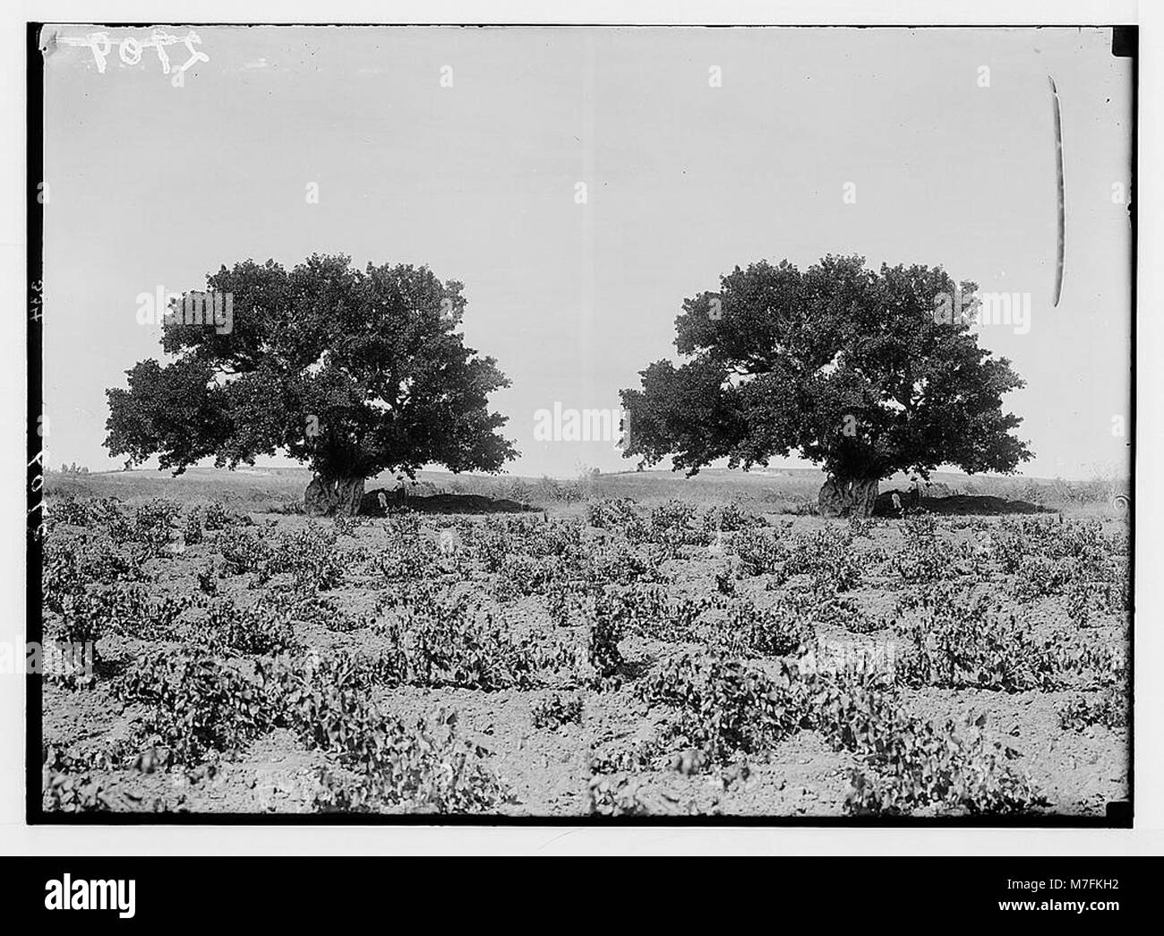 The Sycomore tree (Ficus sycomorus L.) is depicted here, showing its ...