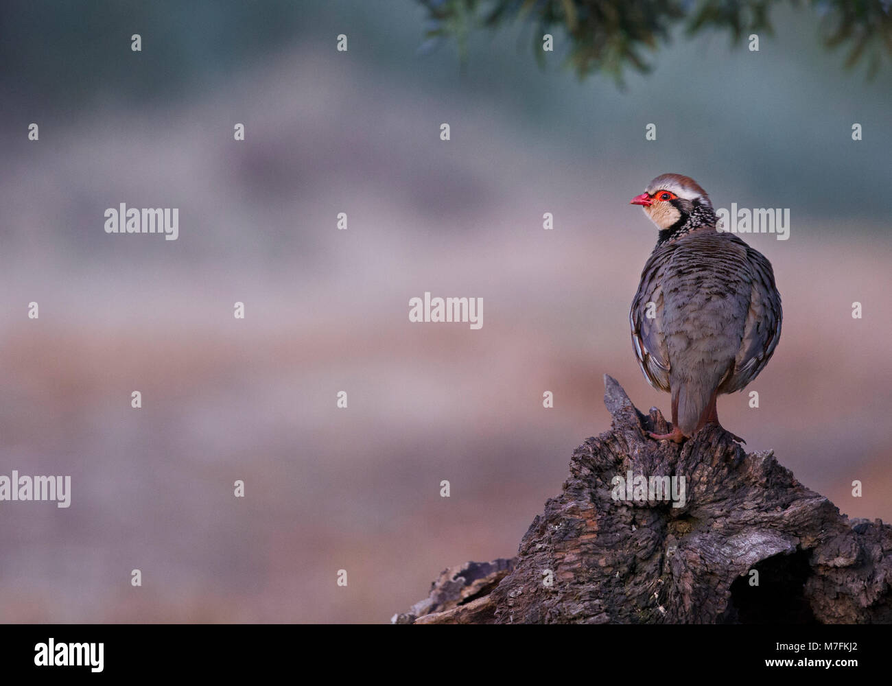 Red-legged Partridge on an old tree stump in a Spanish olive grove ...