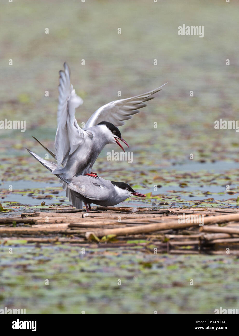 Whiskered Terns mating on a floating raft Stock Photo - Alamy